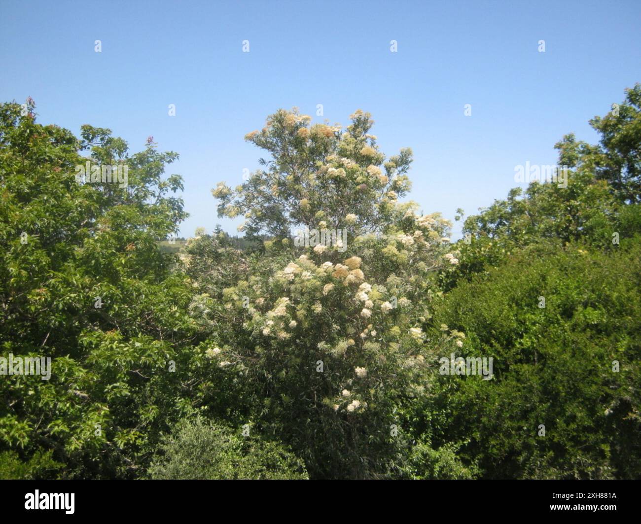 Buddleja saligna hi-res stock photography and images - Alamy