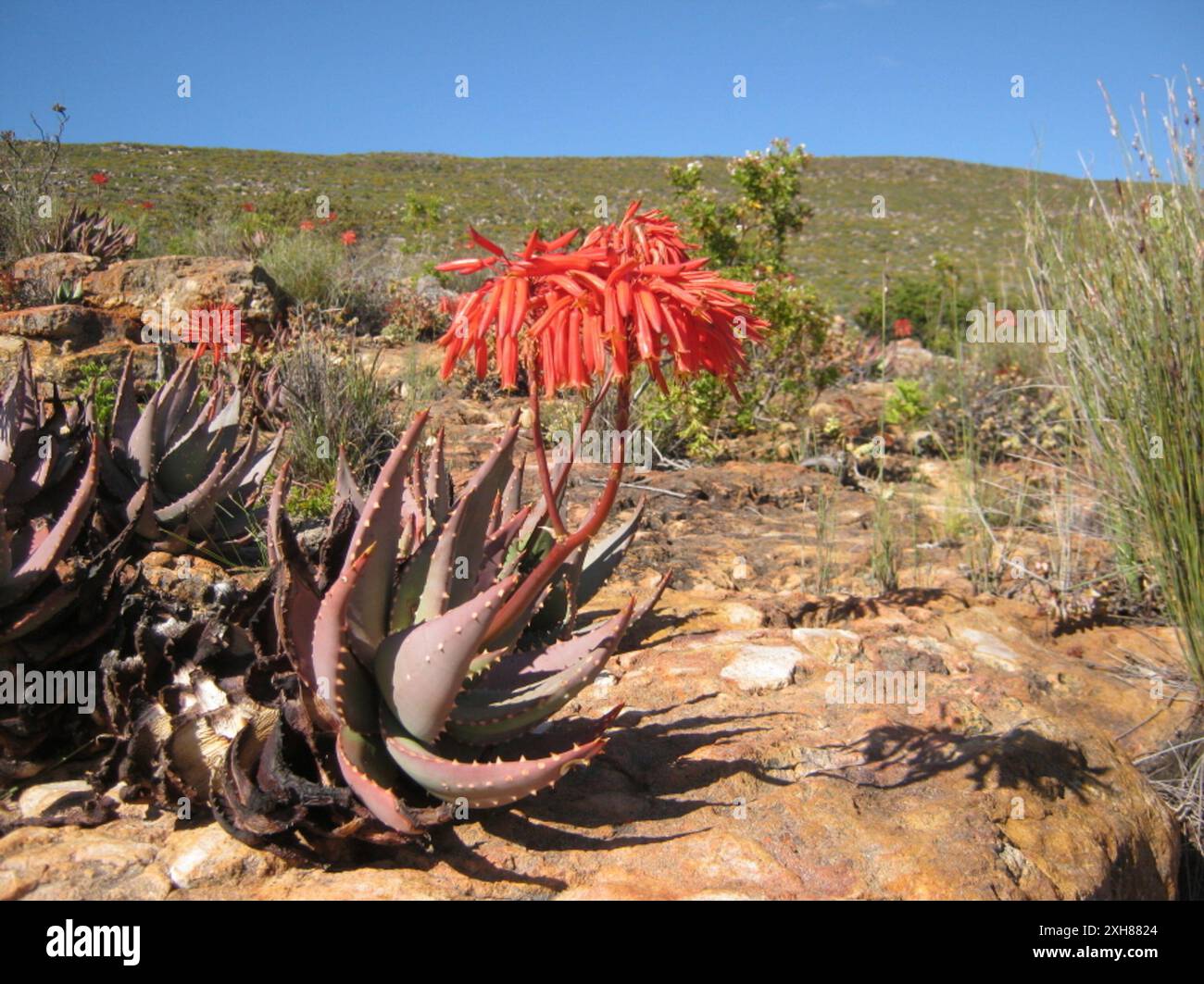 Mitre Aloe Complex (Aloe perfoliata) Kliprand Farm off the Langkloof Rd ...