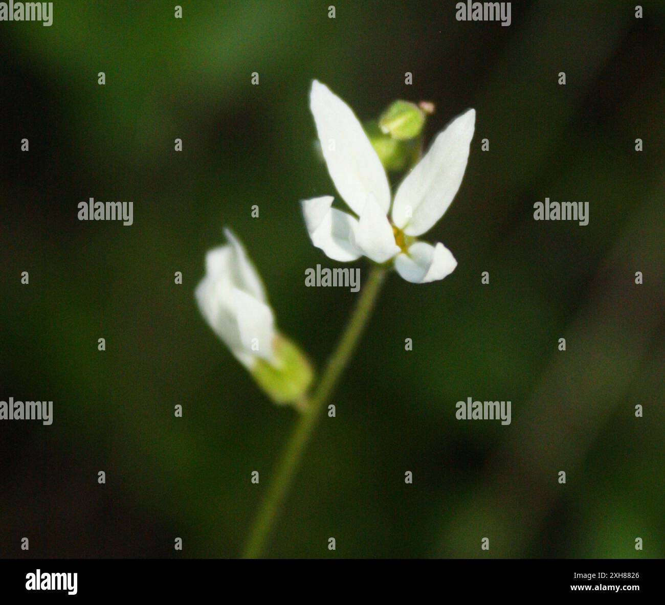 hillside woodland star (Lithophragma heterophyllum) Redwood City ...