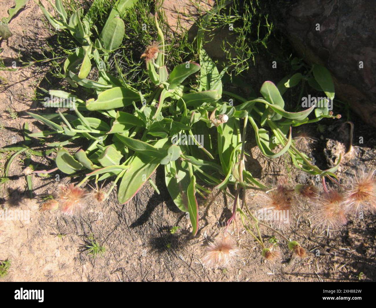 Leafy Babooncabbage (Othonna gymnodiscus) Rooiberg in the Gamkaberg ...