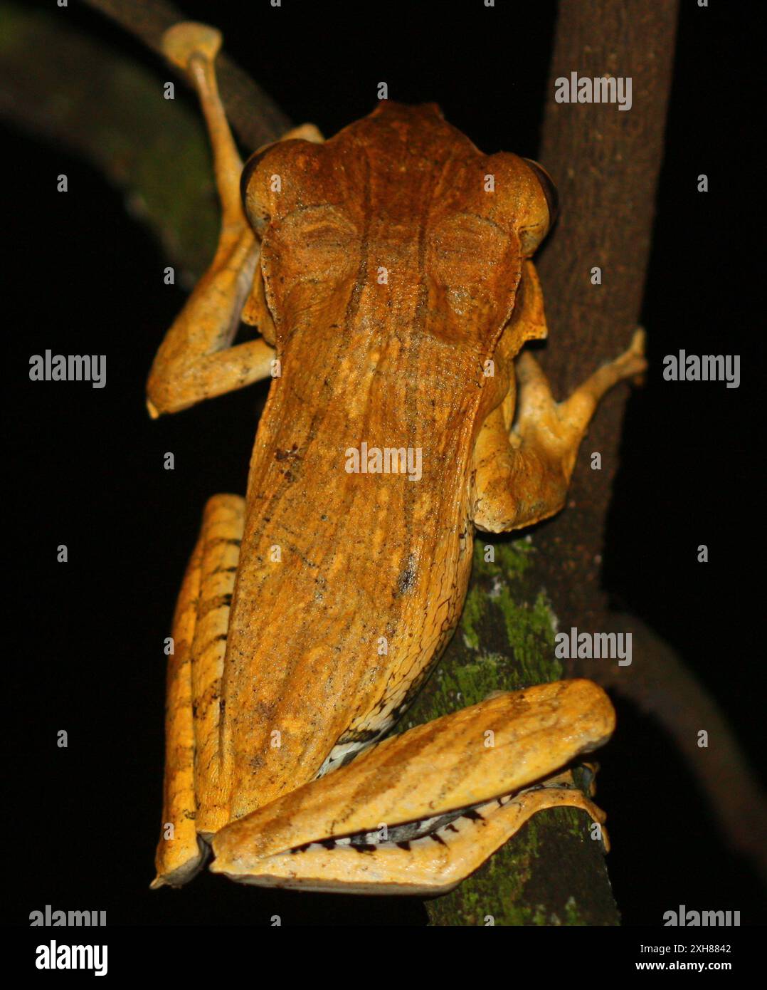 File-eared Tree Frog (Polypedates otilophus) Danum Valley Stock Photo ...