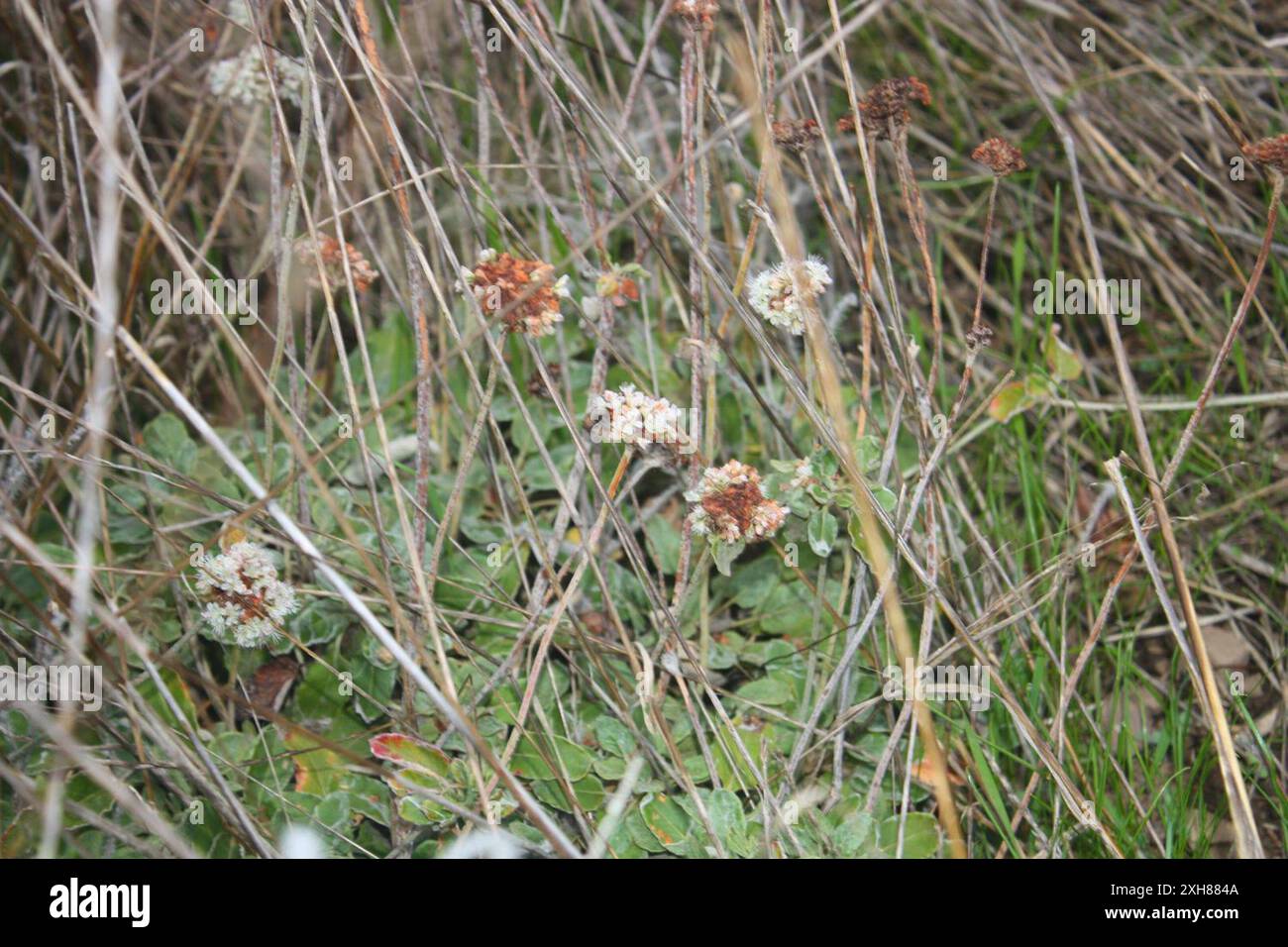 Seaside Buckwheat (Eriogonum latifolium) , California, US Stock Photo ...