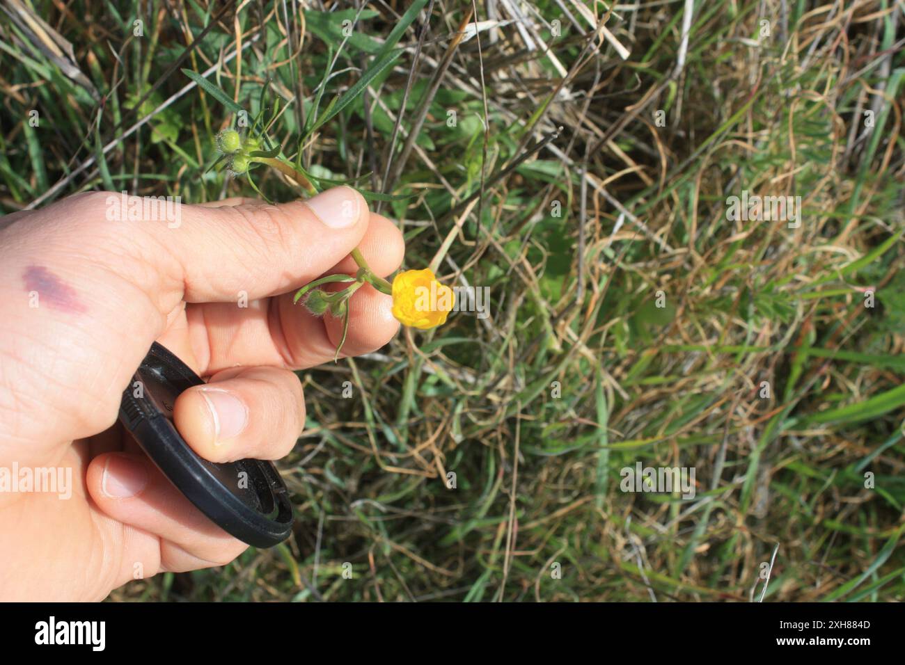 California buttercup (Ranunculus californicus) Novato Stock Photo - Alamy