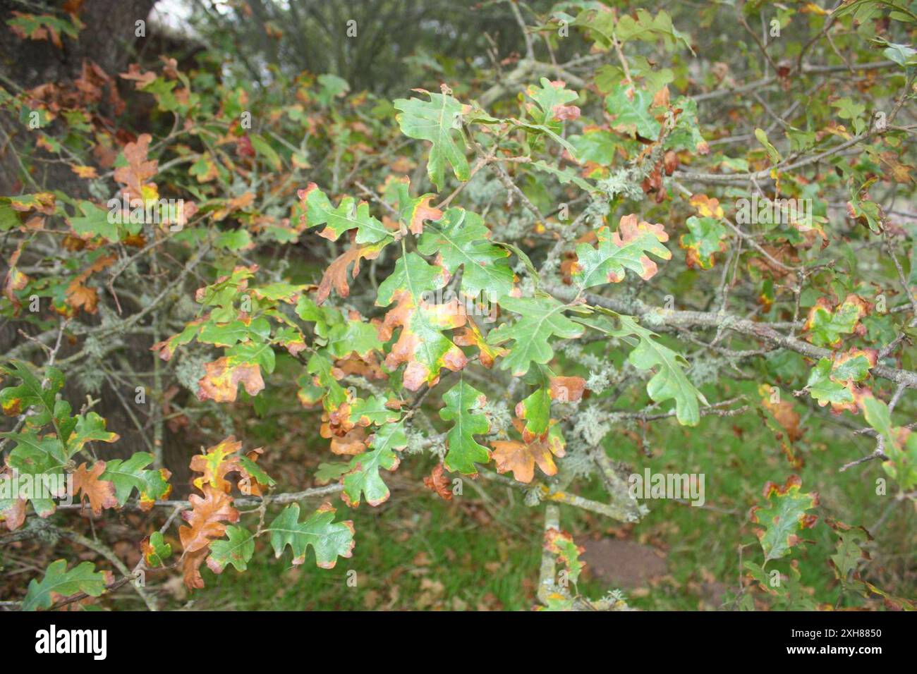 valley oak (Quercus lobata) , California, US Stock Photo - Alamy