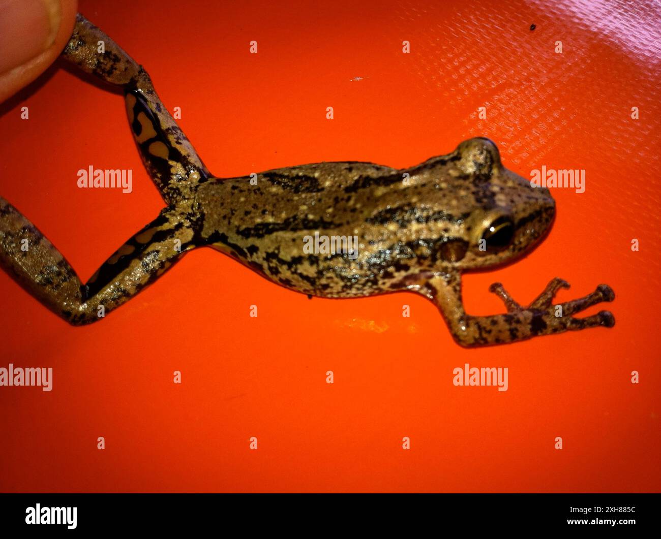 Red Snouted Tree Frog (Scinax ruber) , INPA, Manaus, Amazonas, Brazil ...