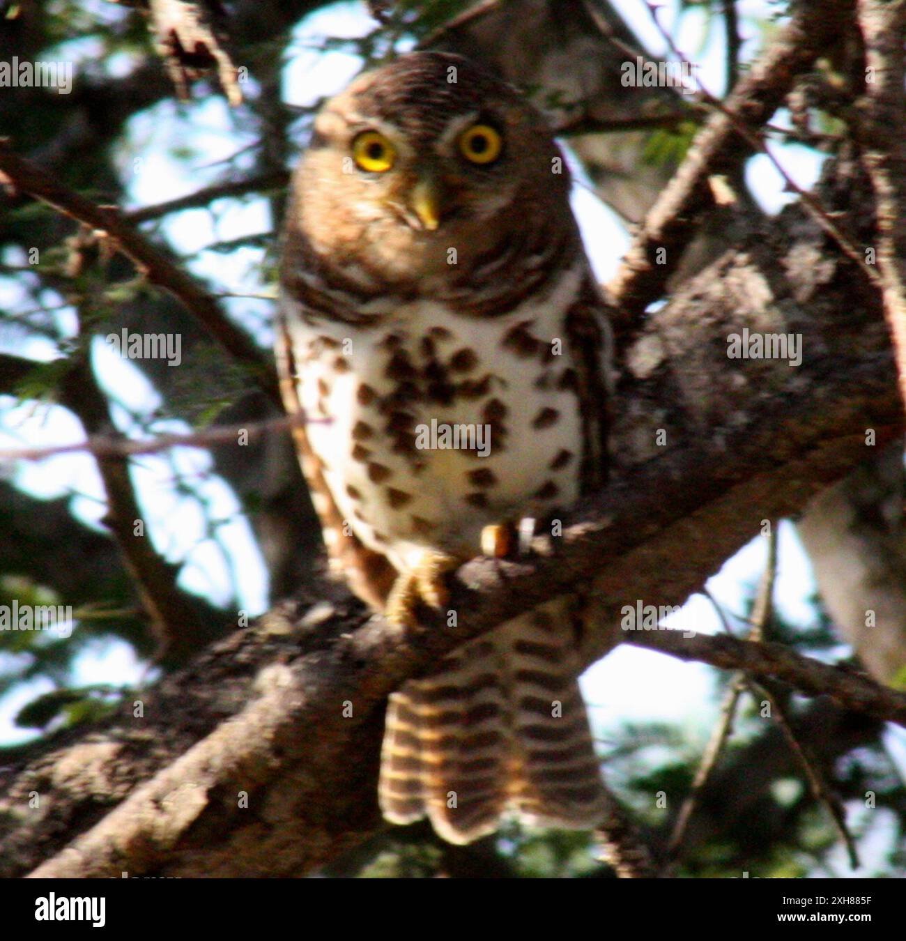 African barred owlet glaucidium hi-res stock photography and images - Alamy