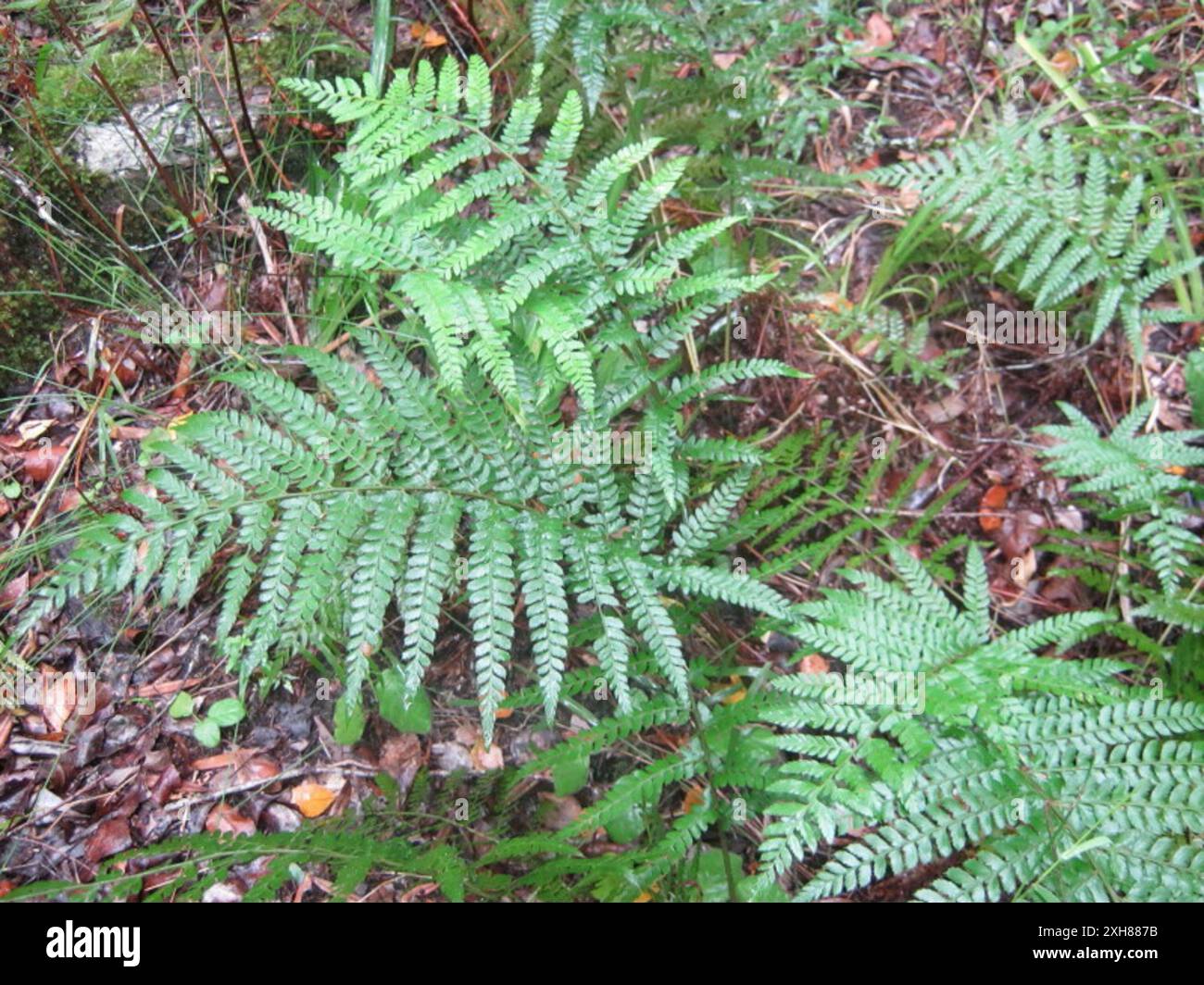 Forest Shield Fern (Polystichum pungens) Strawberry Hill: Strawberry ...