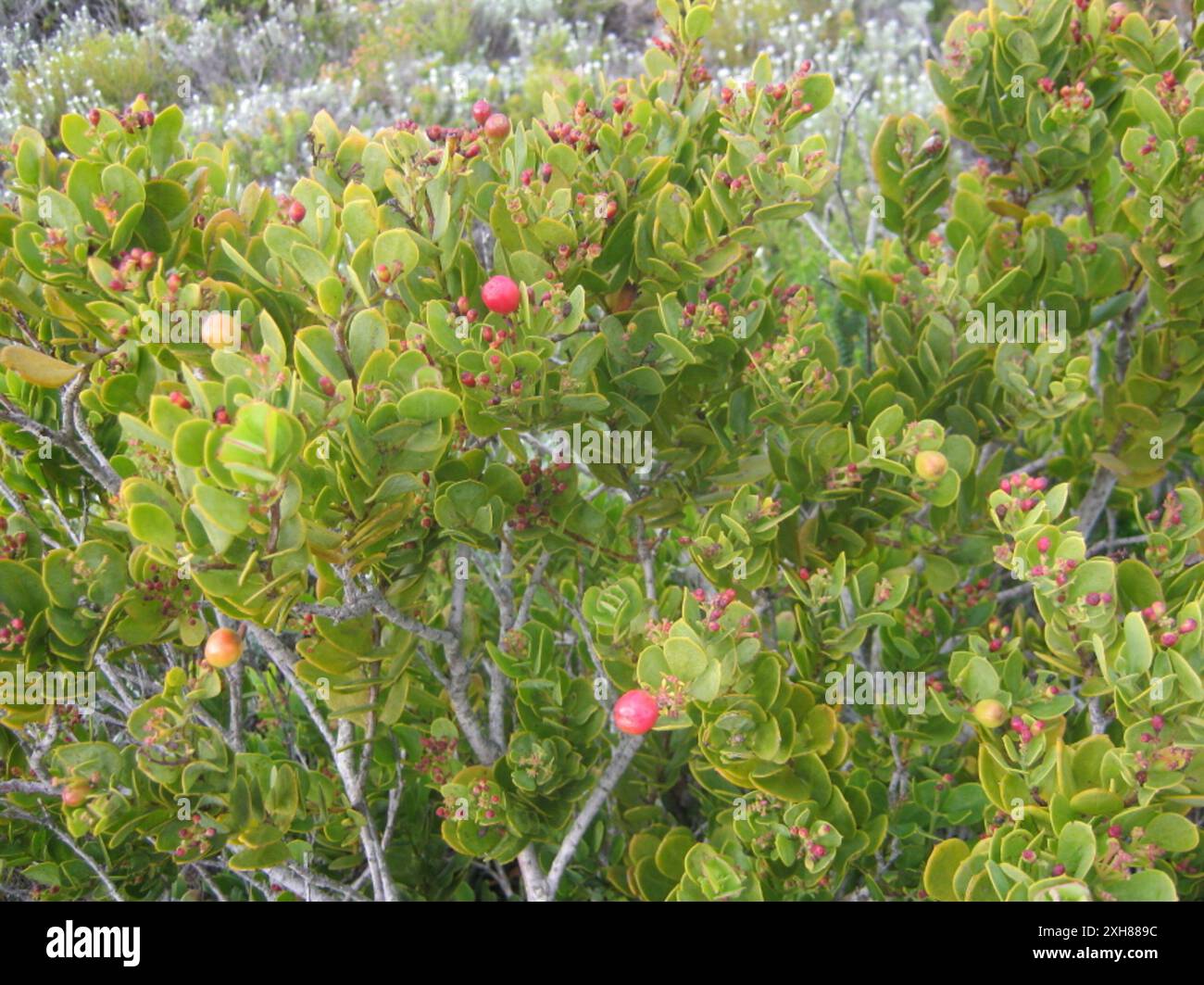 Herolds bay hi-res stock photography and images - Alamy
