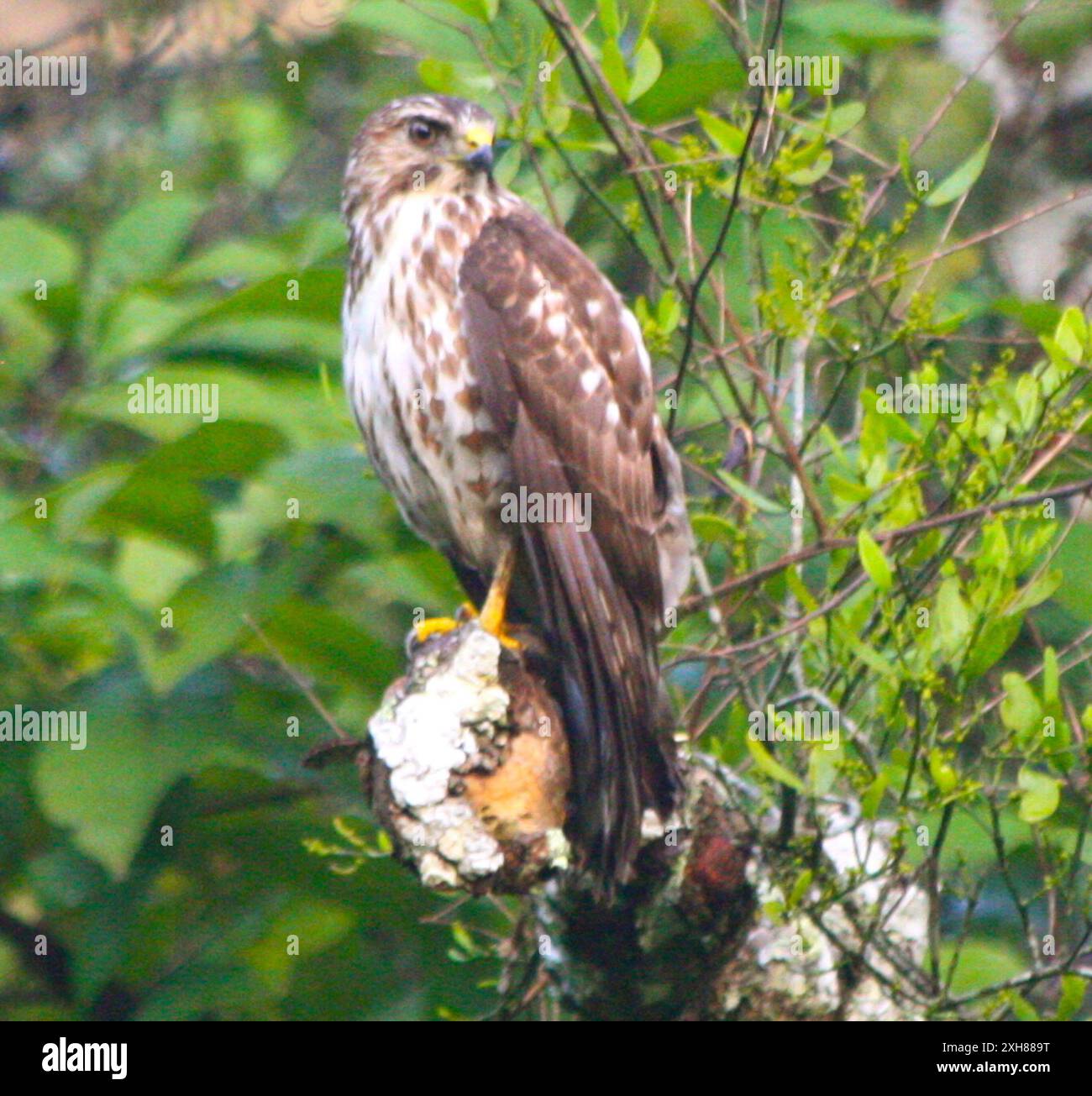 Broad-winged Hawk (Buteo platypterus) Parque Metropalitano Panama Stock ...