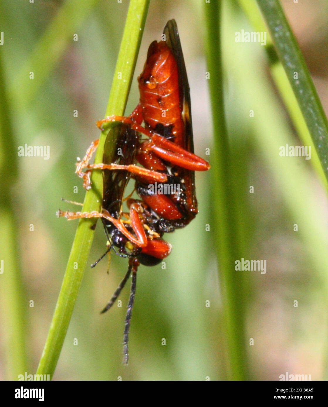 Sagehen hi-res stock photography and images - Alamy