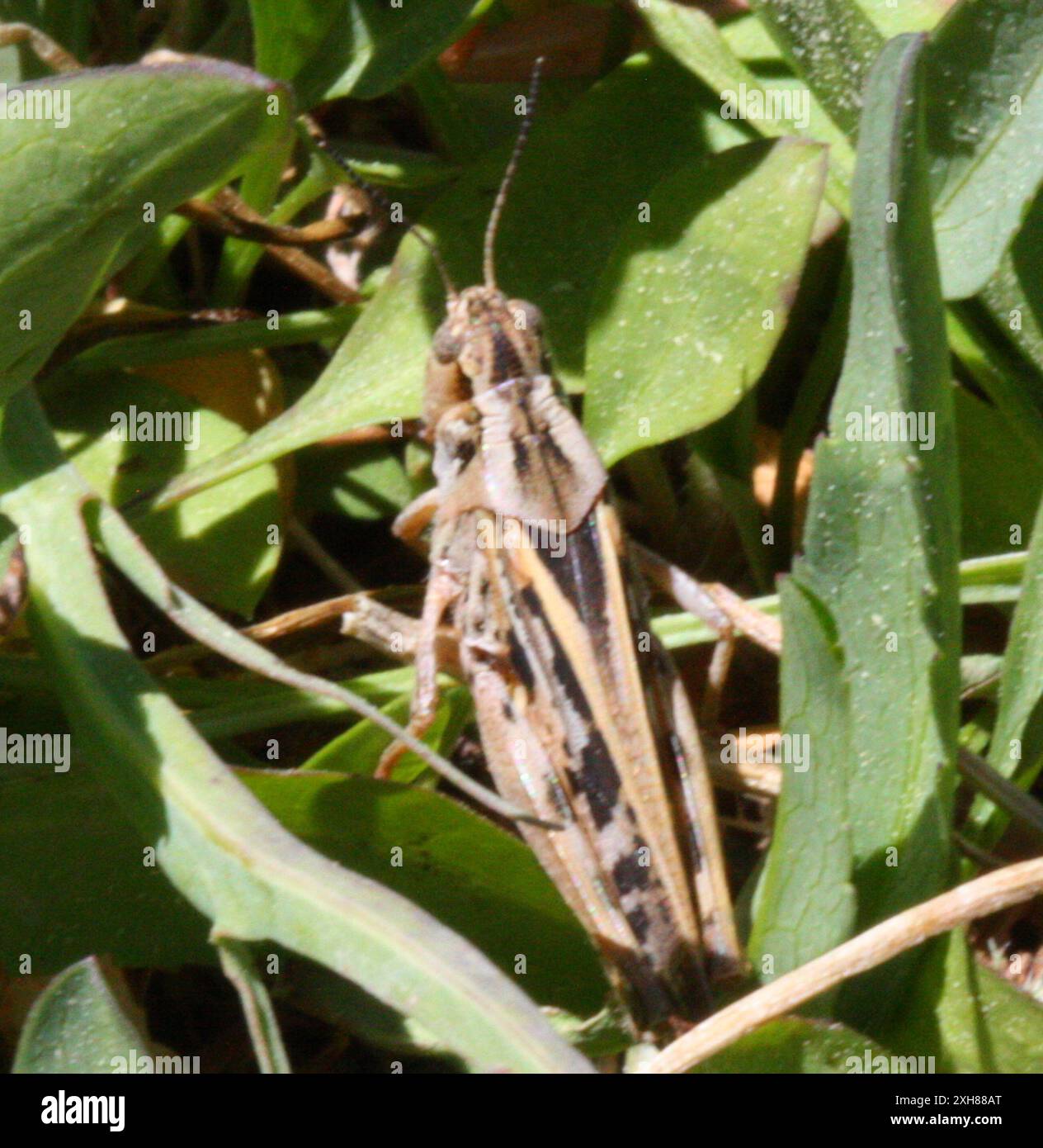 Clear-winged Grasshopper (Camnula pellucida) sagehen creek fieldstation ...