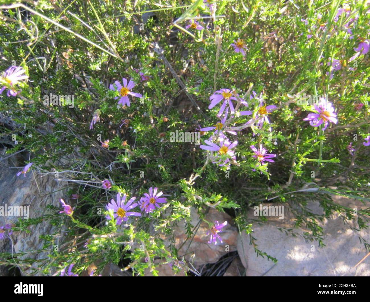 Common Fine Felicia (Felicia filifolia filifolia) Liggies Trail in the ...