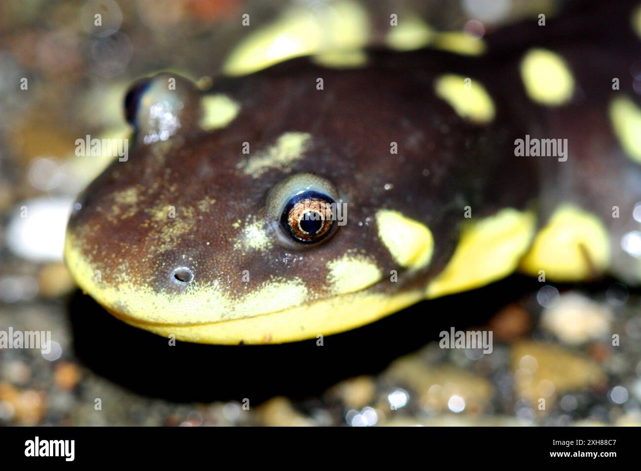 California Tiger Salamander (Ambystoma californiense) California, US ...