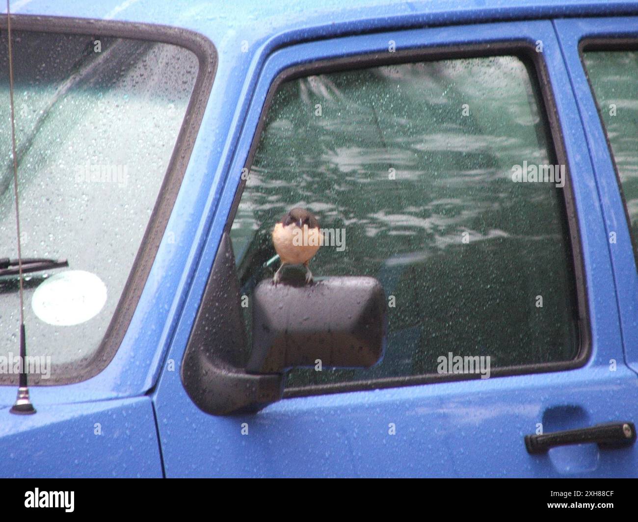 Cape Boubou (Laniarius ferrugineus ferrugineus) Hawequas Scout Ranch ...