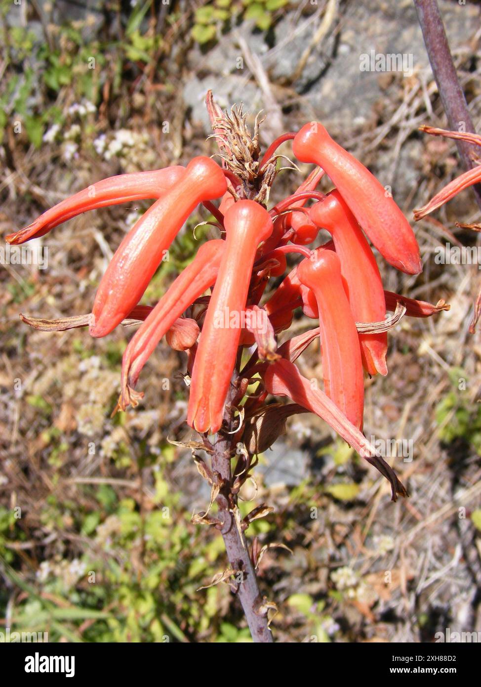 Spotted Aloe (Aloe affinis) , Graskop vicinity: On rock face next to ...