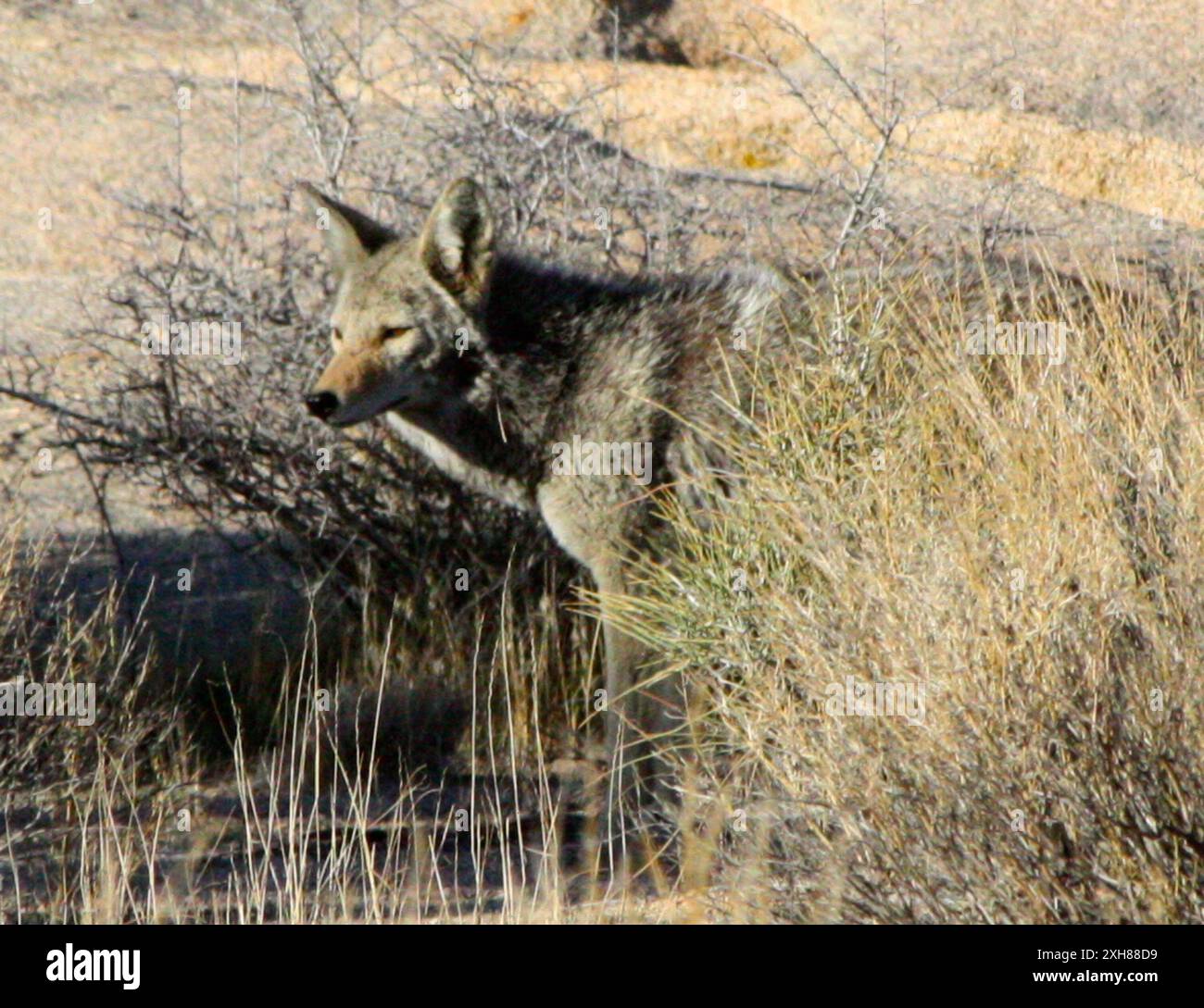 Coyote (Canis latrans) Joshua Tree National Park Stock Photo - Alamy