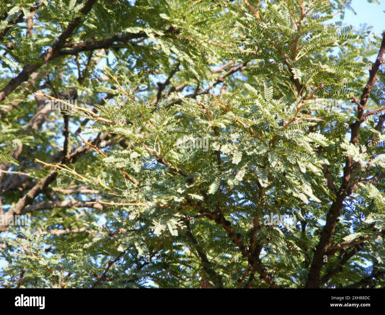 Robust Thorn (Vachellia robusta robusta) Vaal Reefs: Black Hills at ...