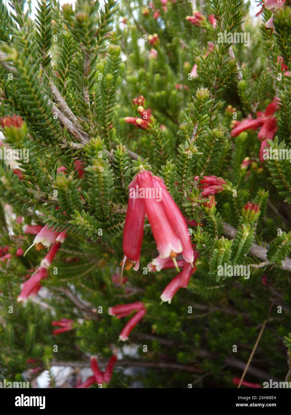 Twotone Heath (Erica versicolor) , Langeberg Nature Reserve: On the ...