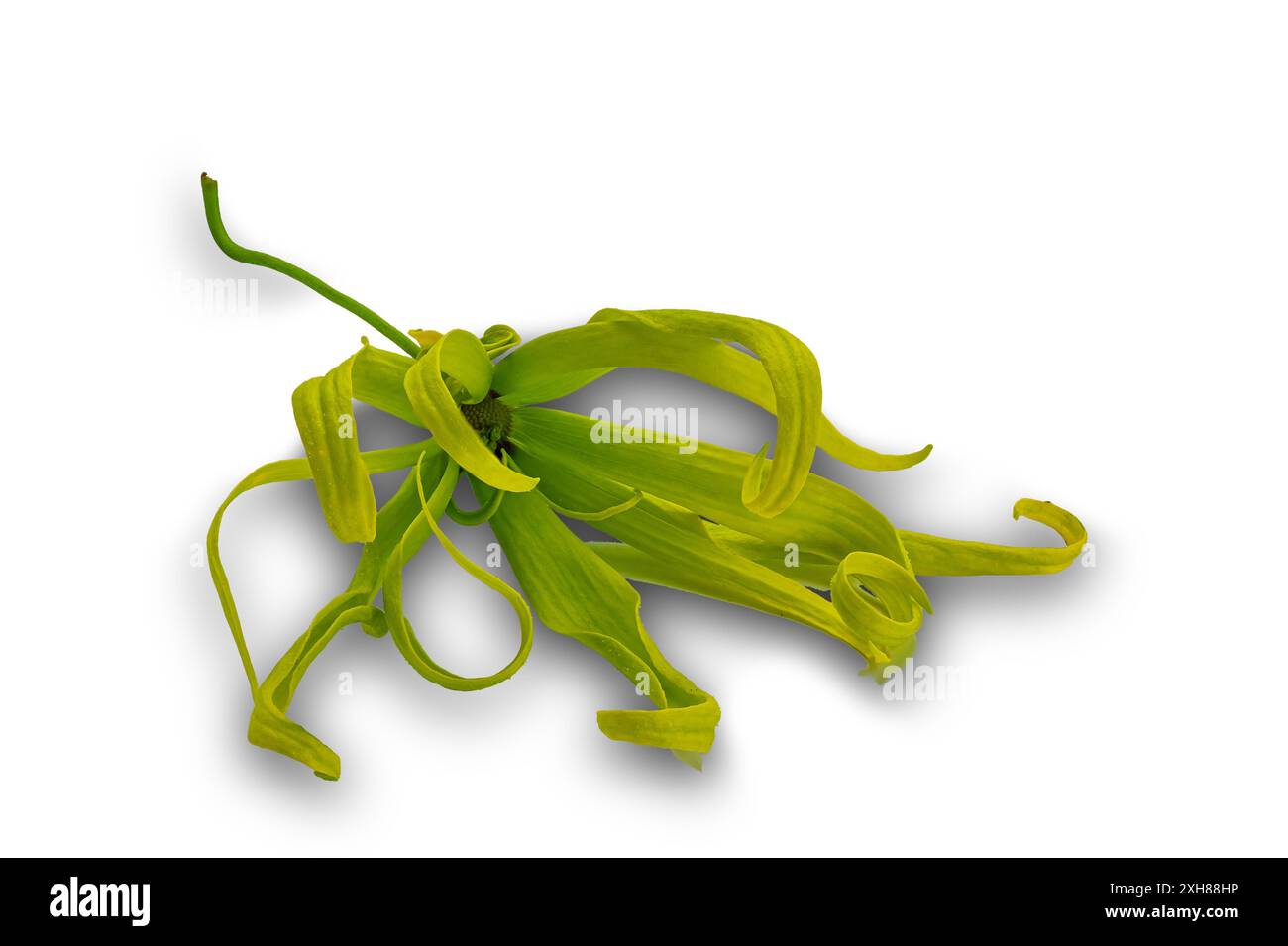 High angle view of blooming fragrant Ylang ylang flower isolated on ...