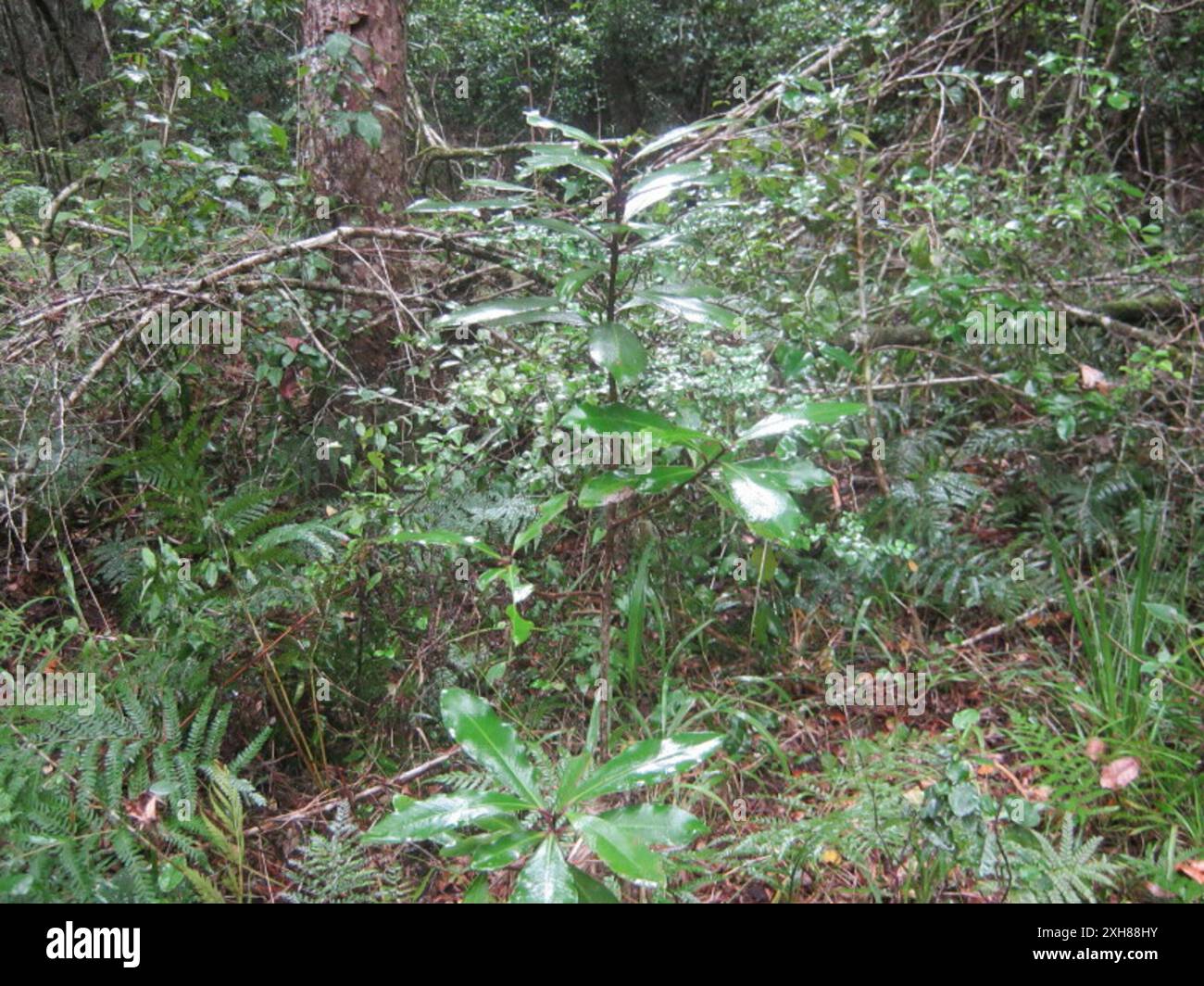 Cape beech (Rapanea melanophloeos) Strawberry Hill: Strawberry Hill ...