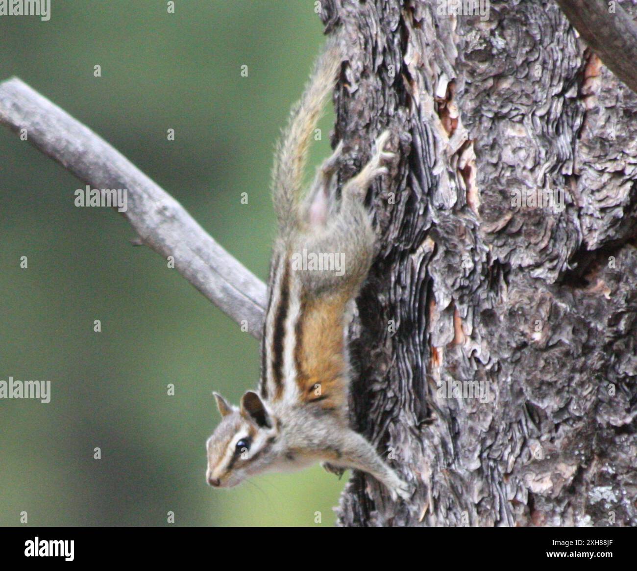 Gray-collared Chipmunk (Neotamias cinereicollis) Flagstaff arboretum ...