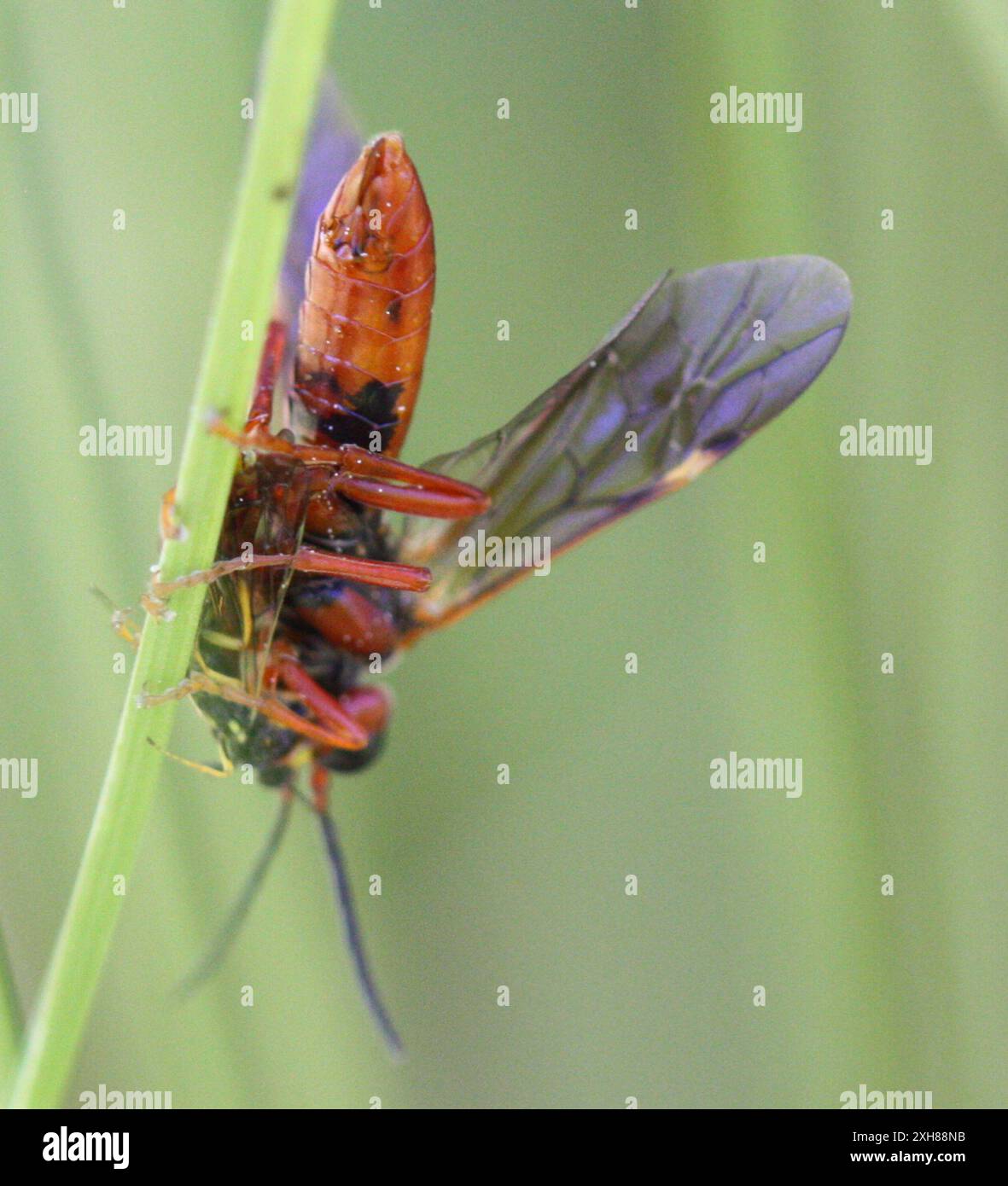 Sagehen hi-res stock photography and images - Alamy