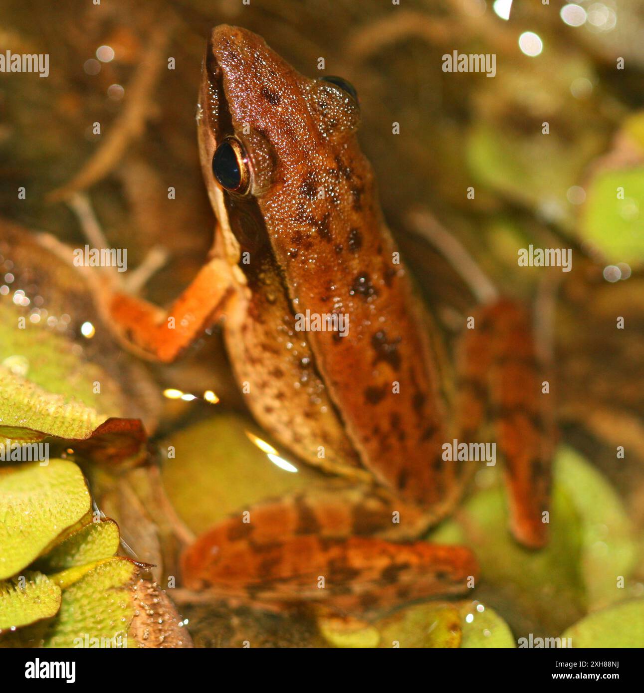 Nicobarese hi-res stock photography and images - Alamy