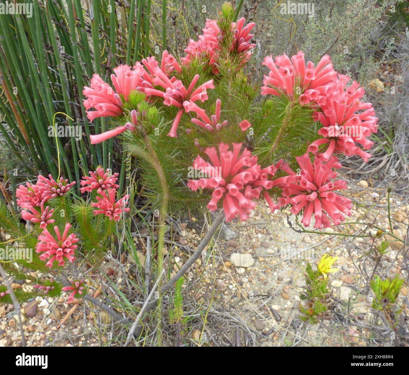 Trembling Heath (Erica vestita) , Langeberg Mountains: On the northern ...