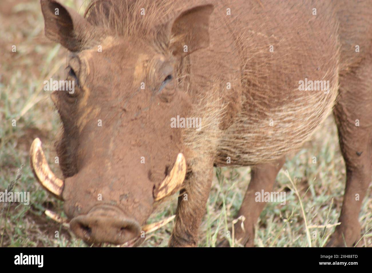 Southern Warthog (Phacochoerus africanus sundevallii) , skukuza Stock ...