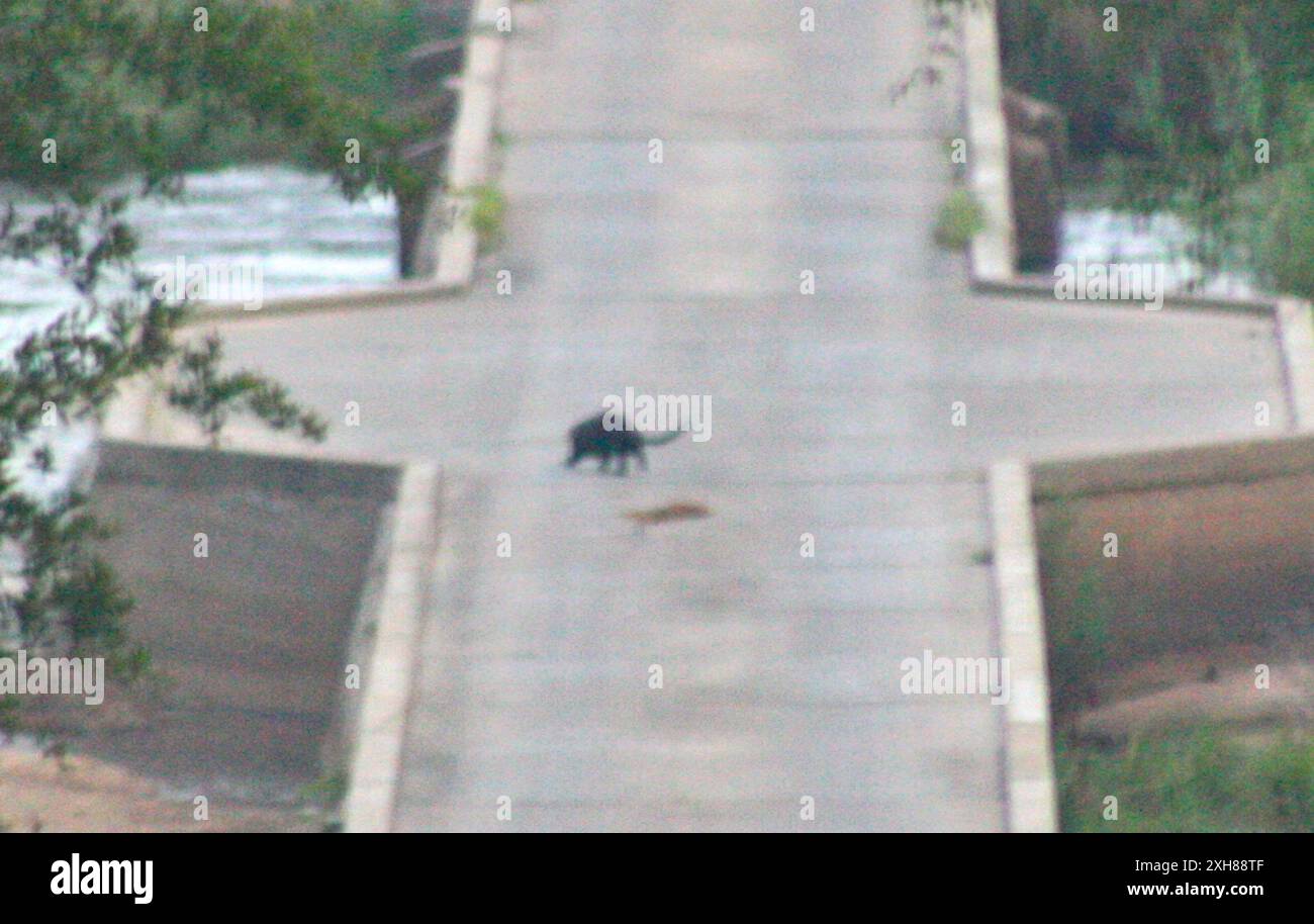 African Clawless Otter (Aonyx capensis) , skukuza Stock Photo - Alamy