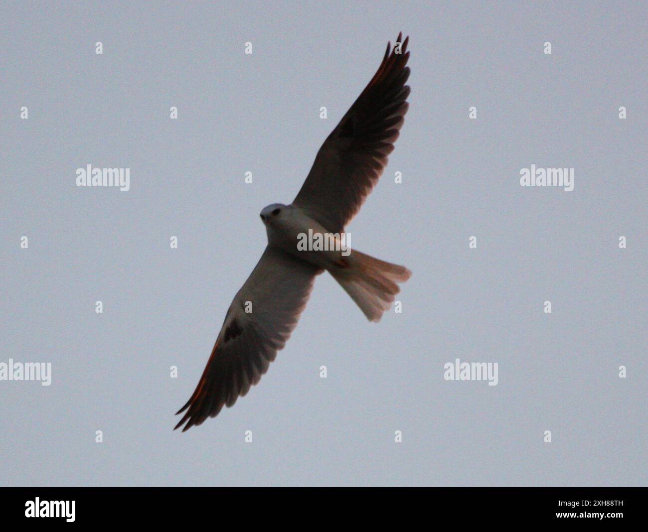 White-tailed Kite (Elanus leucurus) , Don Edwards Wildlife Refuge Stock ...