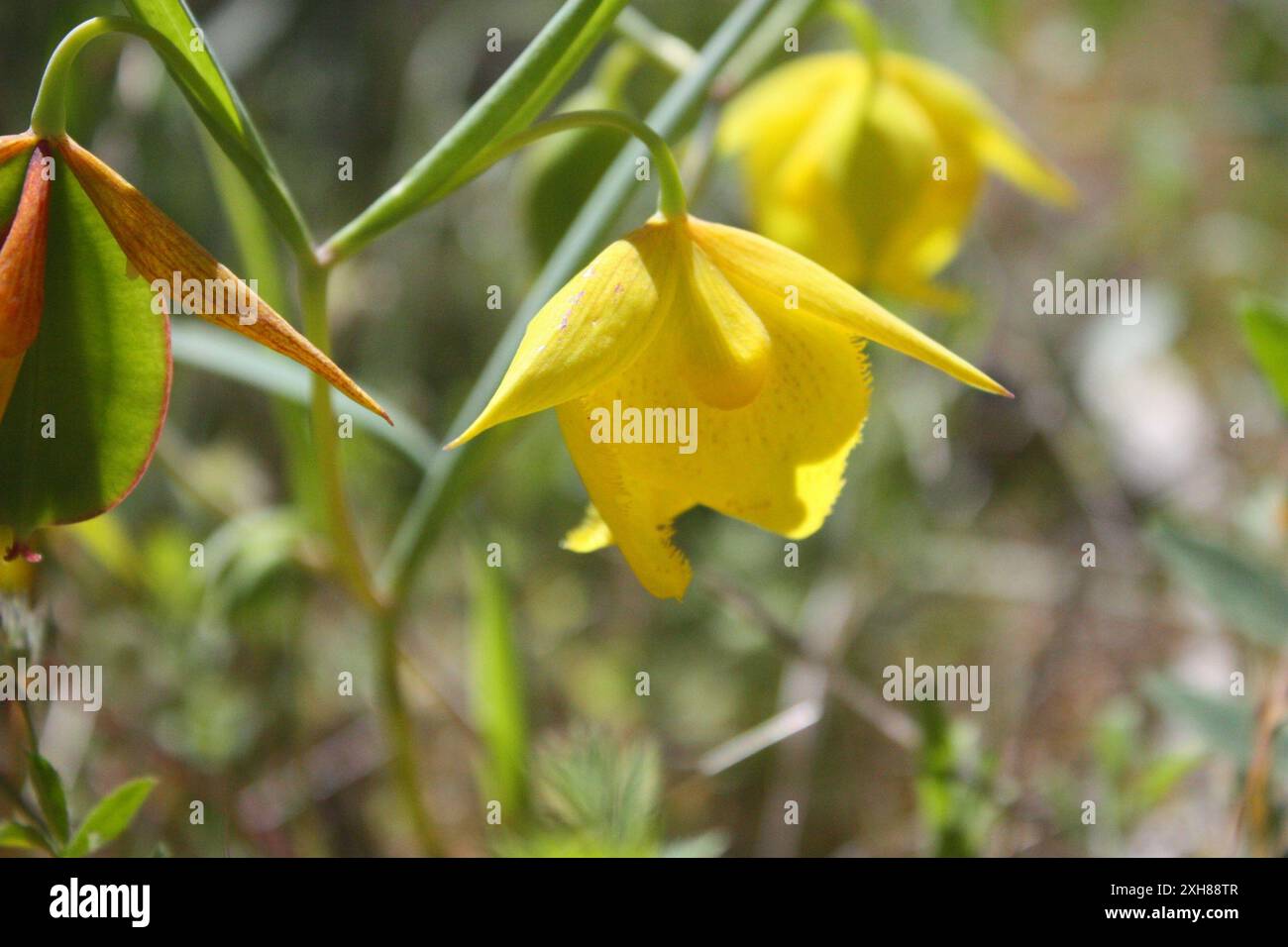 Mount Diablo fairy-lantern (Calochortus pulchellus) , California, US ...