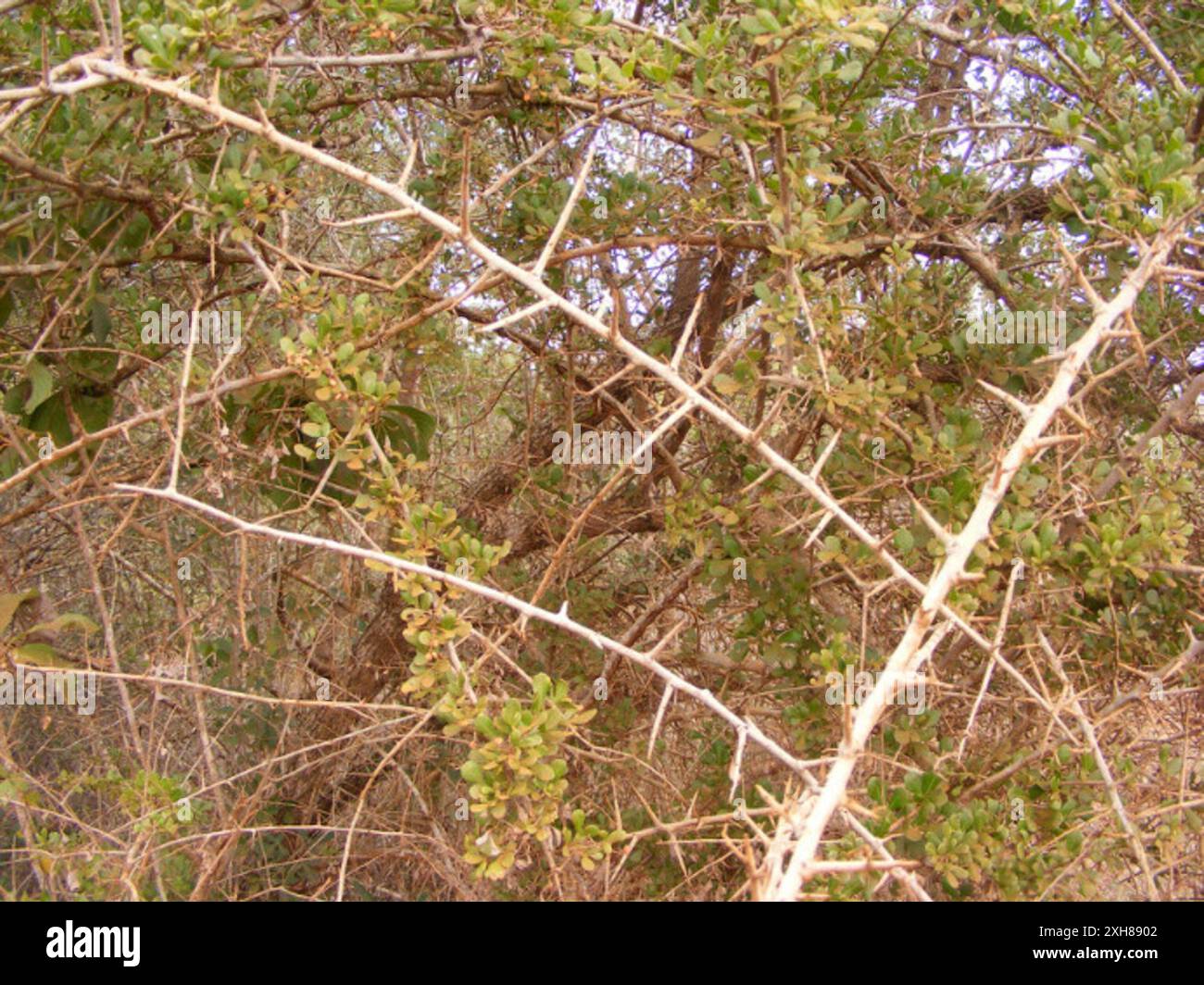 Karees (Searsia) Inhassoro, Inhambane: Sasol pipeline route Stock Photo ...