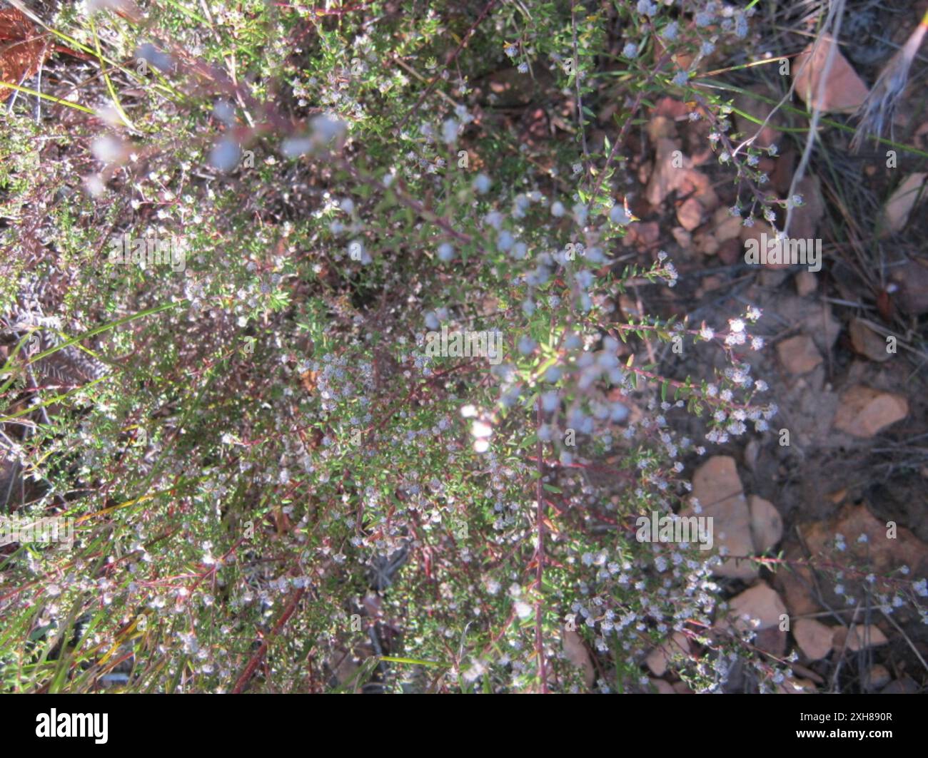 Small Hardleaf (Phylica brachycephala) Sleeping Beauty Trail in the ...