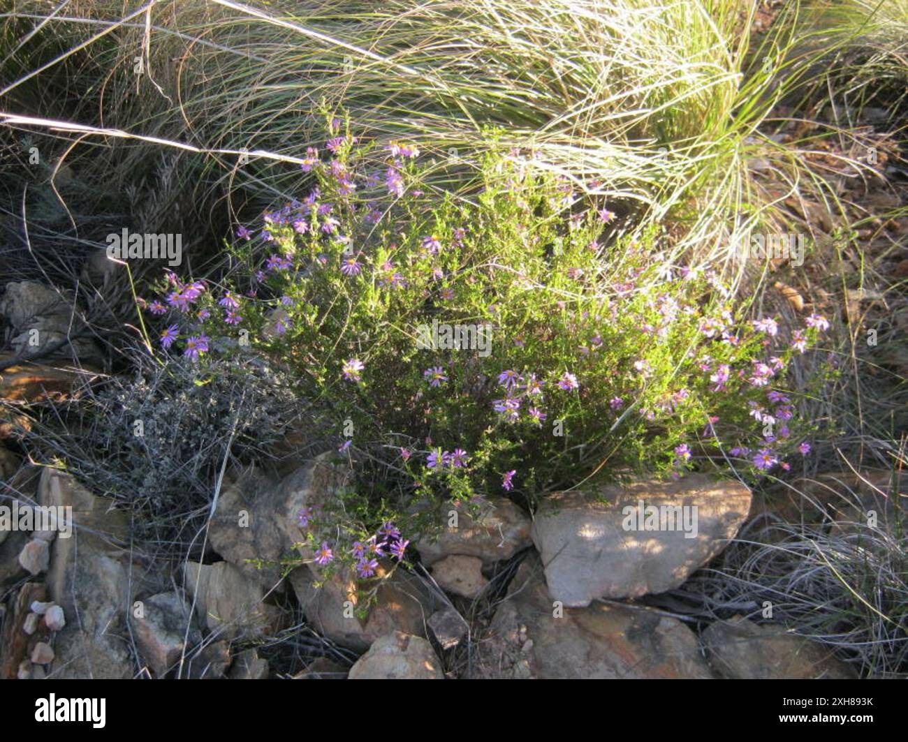 Common Fine Felicia (Felicia filifolia filifolia) Liggies Trail in the ...
