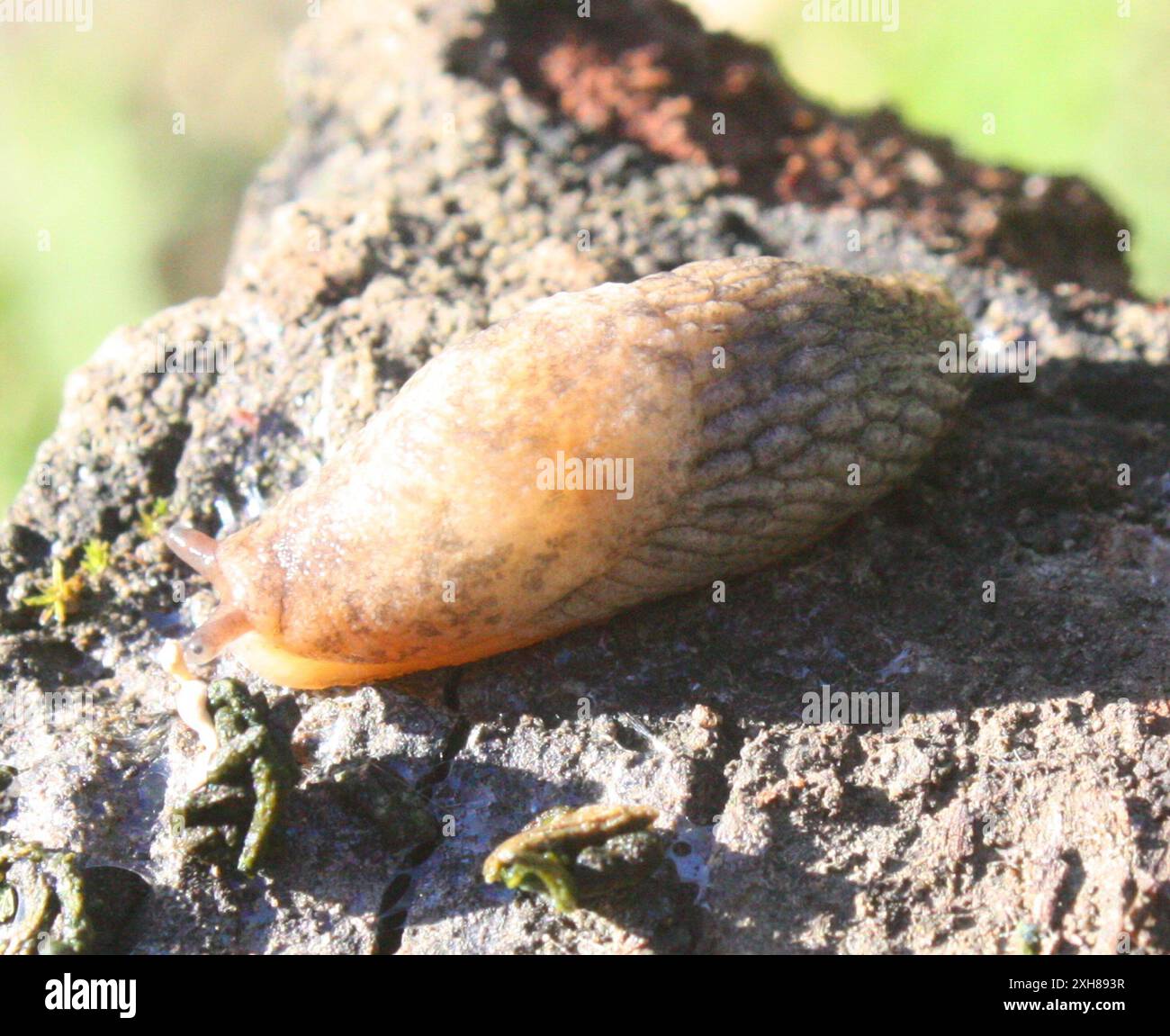 Milky Slug (Deroceras reticulatum) Strawberry canyon berkeley Stock ...