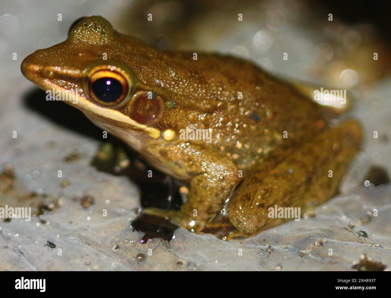 Chalcorana hi-res stock photography and images - Alamy