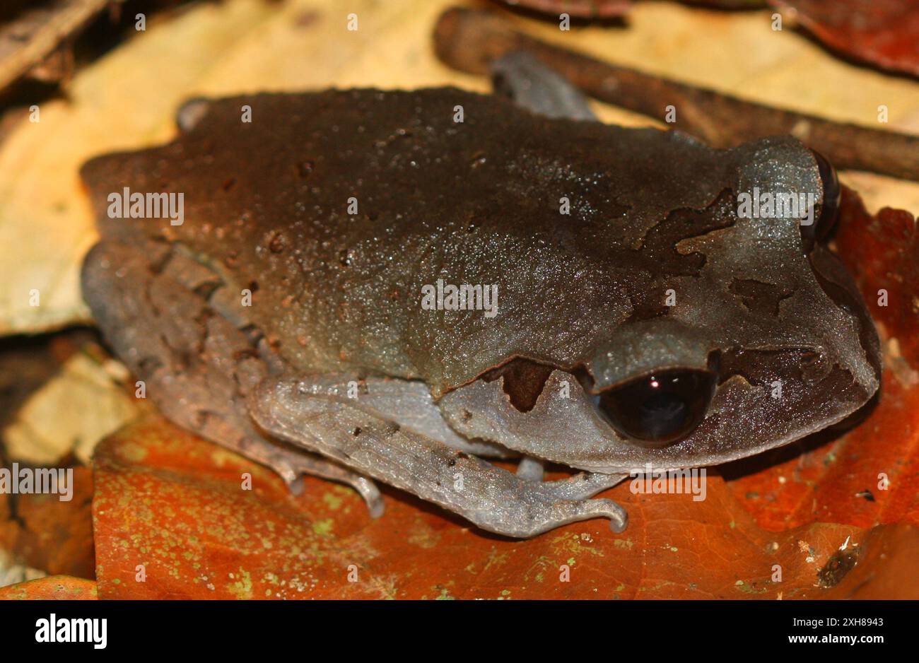 Lowland Litter Frog (Leptobrachium abbotti) Danum Valley Stock Photo ...