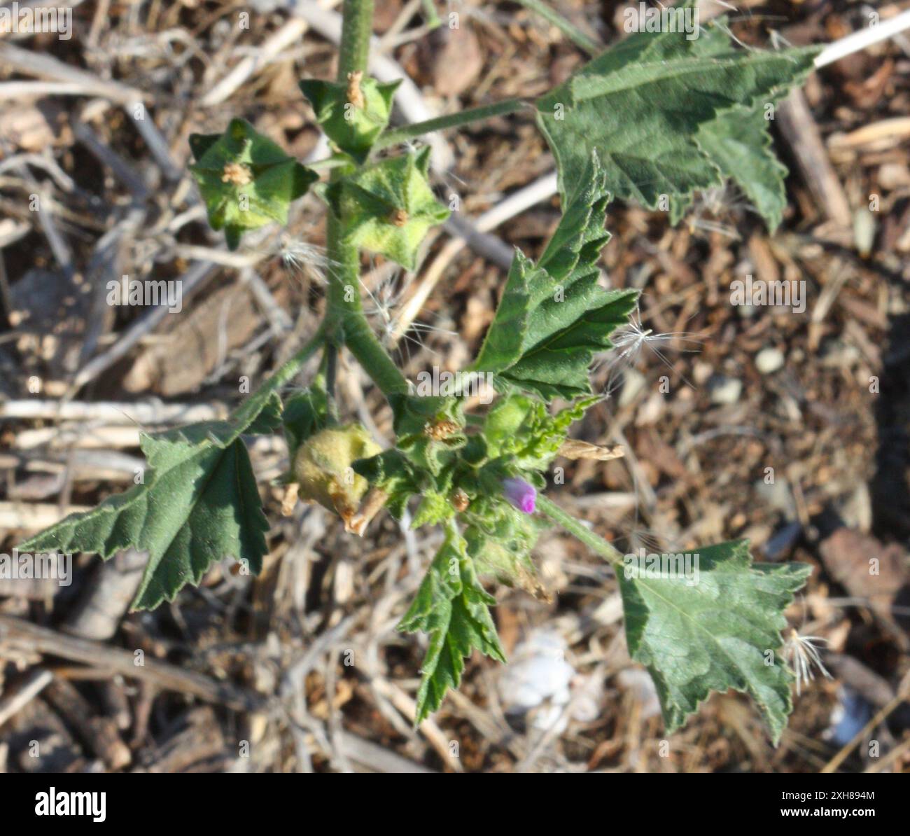 Cretan mallow (Malva multiflora) Heron's Head Stock Photo - Alamy