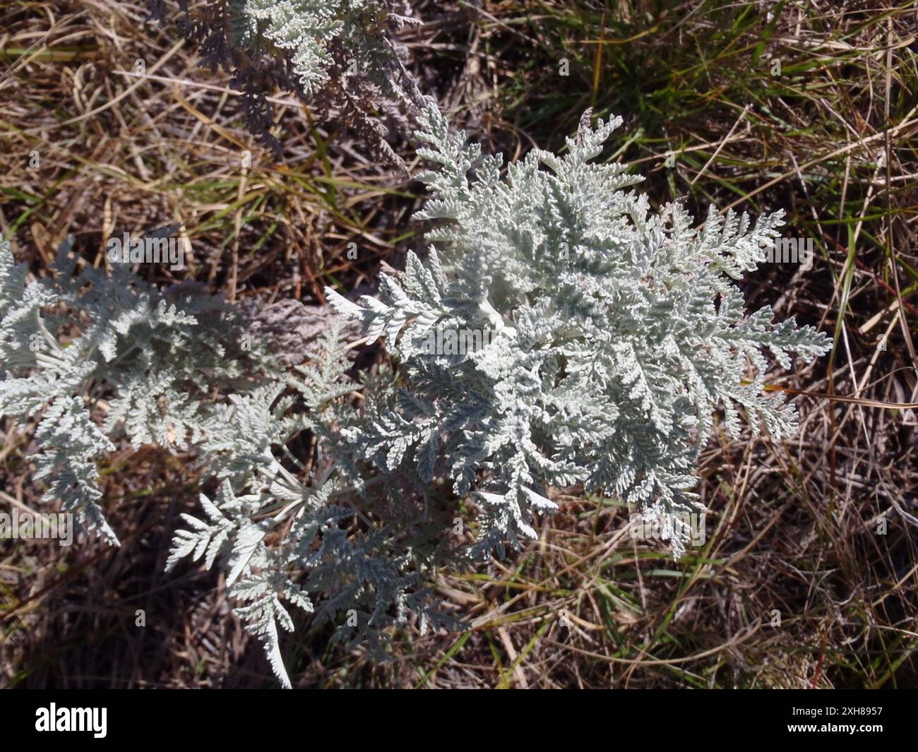African wormwood (Artemisia afra) , 3 Valleyen: 3 Valleyen between N2 ...