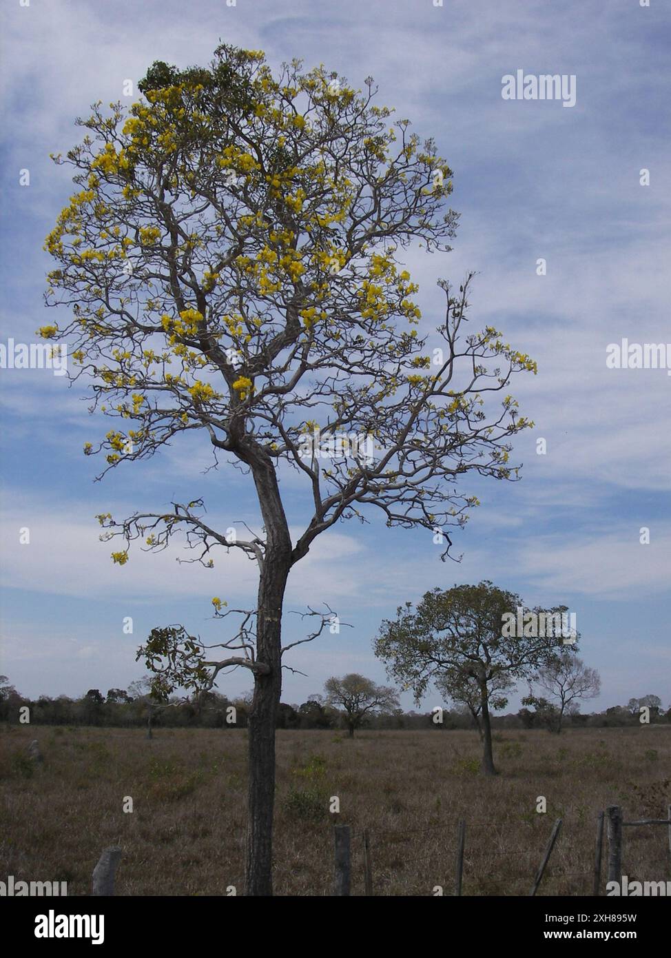Yellow Trumpet-tree (Tabebuia aurea) , Cuiaba Brazil Stock Photo - Alamy