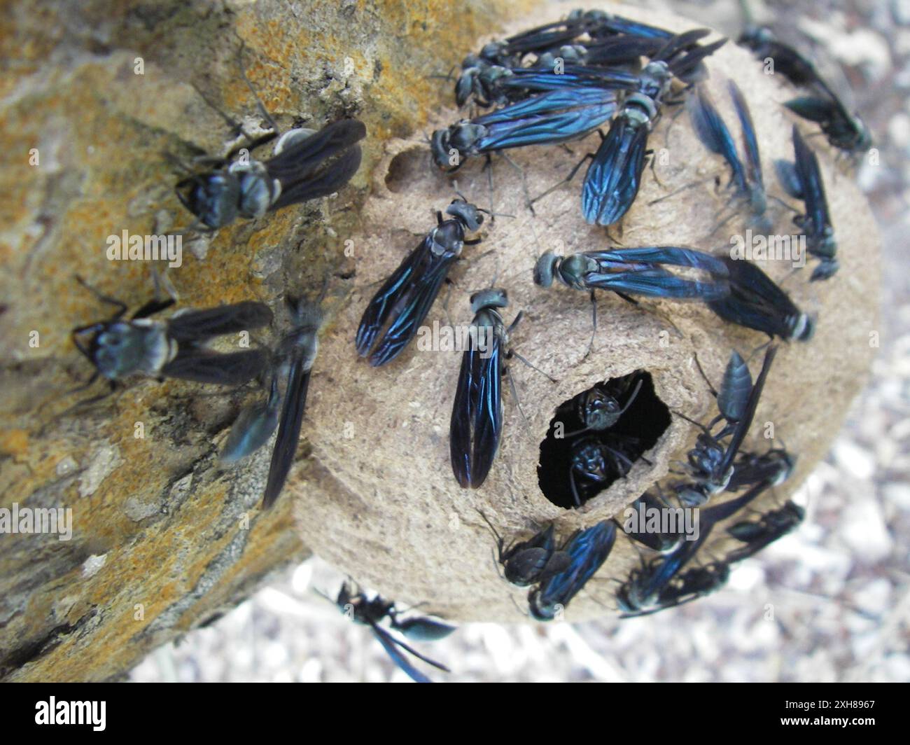 Synoeca hi-res stock photography and images - Alamy