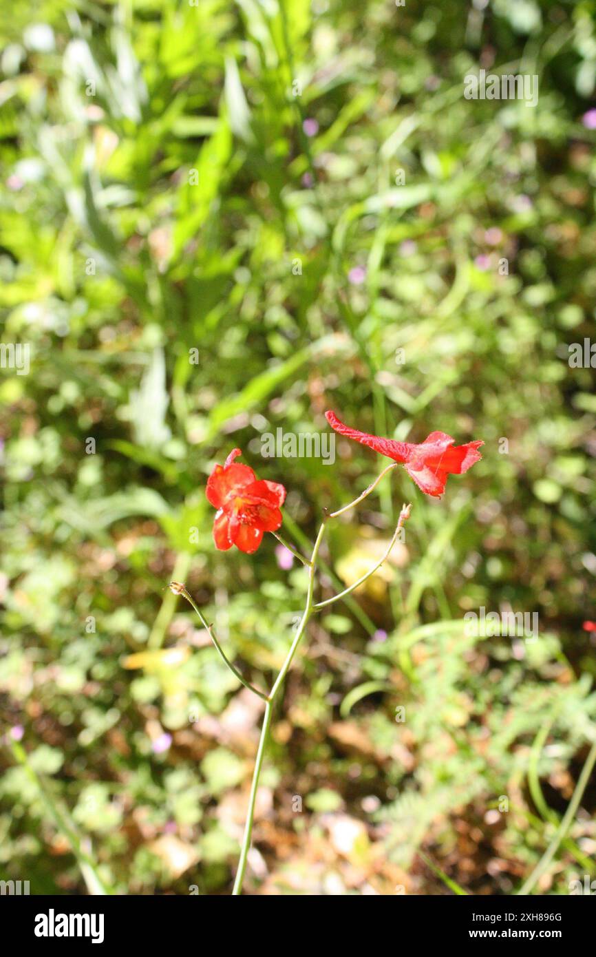 Red larkspur (Delphinium nudicaule) , mount diablo Stock Photo - Alamy