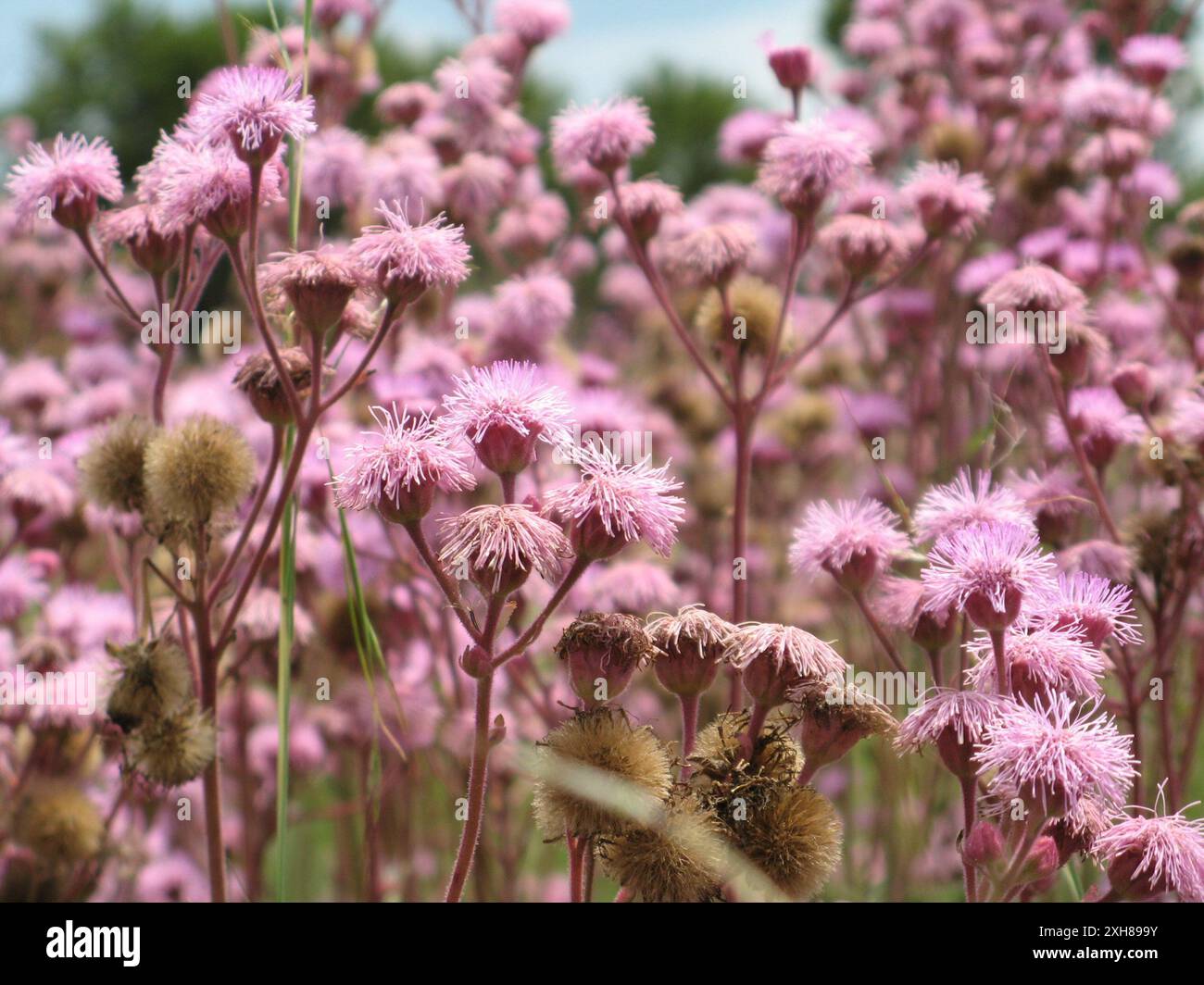 Roodeplaat hi-res stock photography and images - Alamy