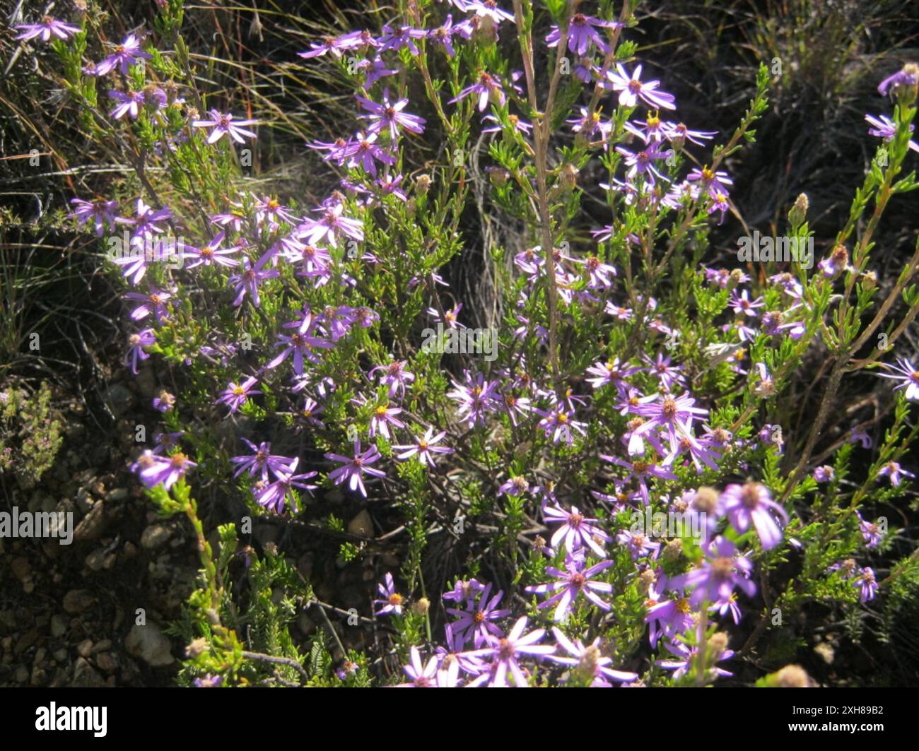 Fine Felicia (Felicia filifolia) Lower slopes of Towerkop in the Kelin ...