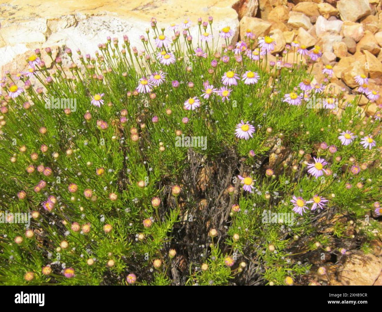 Common Fine Felicia (Felicia filifolia filifolia) Blue Hill in the ...