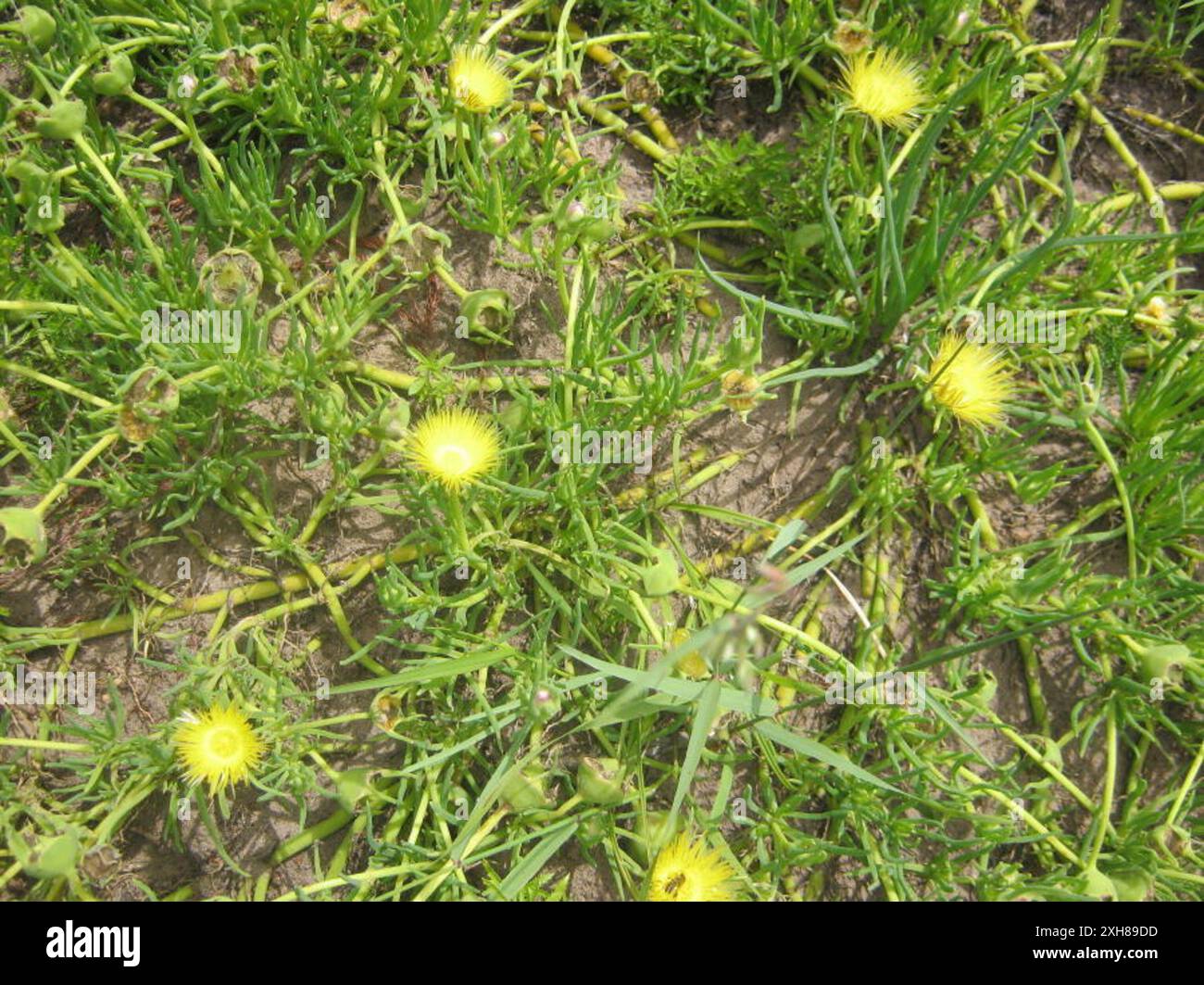 Southern Conefig (Conicosia pugioniformis muiri) Dune Molerat Reserve ...