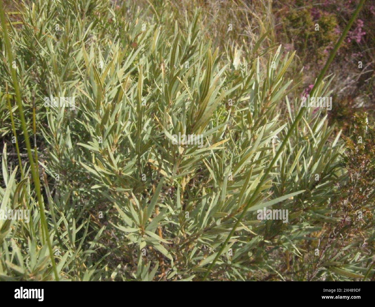 Common Sillyberry (Grubbia tomentosa) Kristalkloof Hut in the Langeberg ...