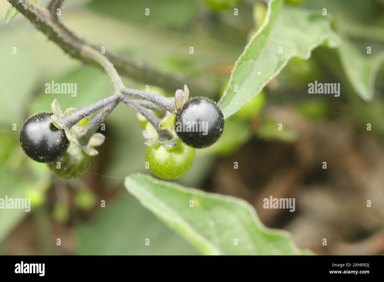 American black nightshade (Solanum americanum) San Francisco ...