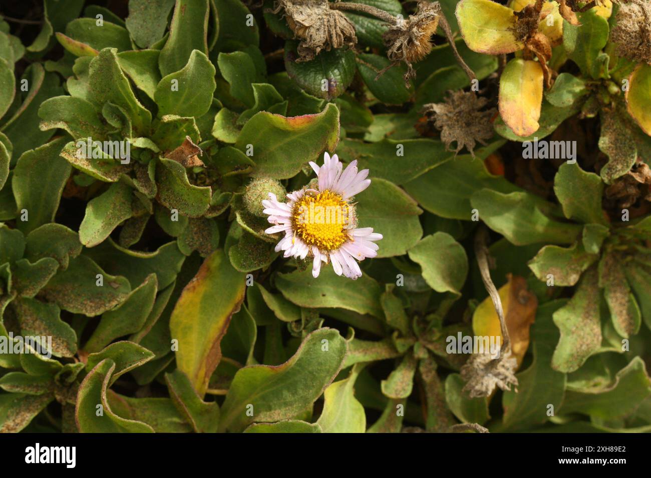 seaside daisy (Erigeron glaucus) San Francisco, California, United ...